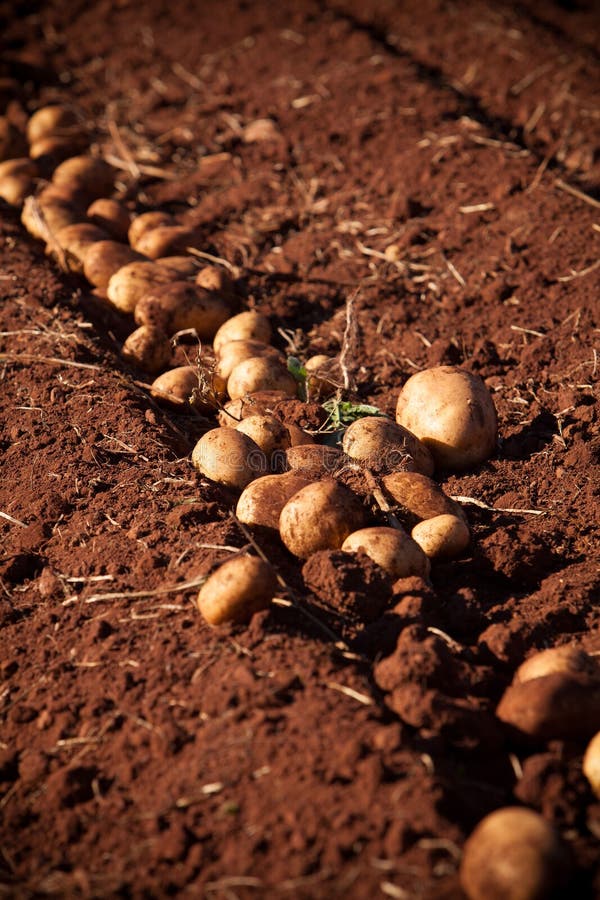 Potato stock image. Image of garden, field, macro, agriculture - 30962937