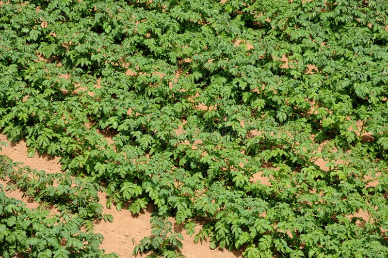 Potato rows stock image. Image of nature, green, organic - 14582261