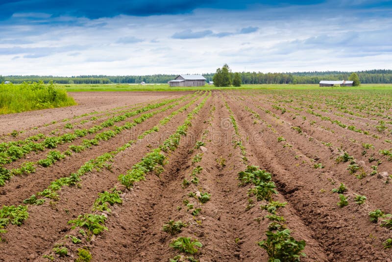 Potato Rows stock image. Image of fields, idyllic, environment - 57073821
