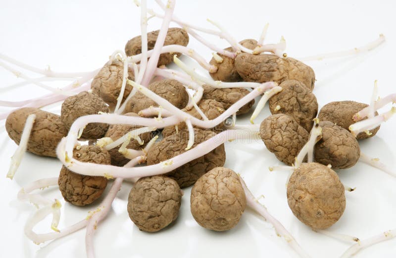 Potato seed stock photo. Image of agriculture, close - 14823724
