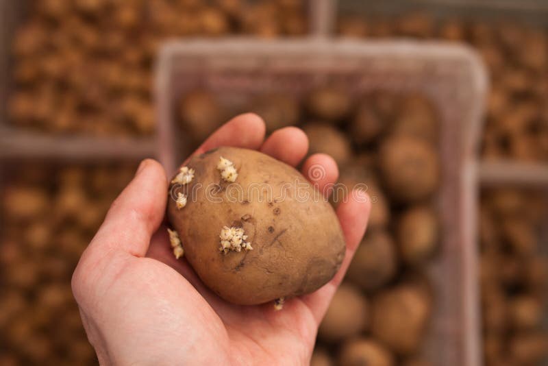 Potato for seeding stock image. Image of seed, outdoors - 51017693