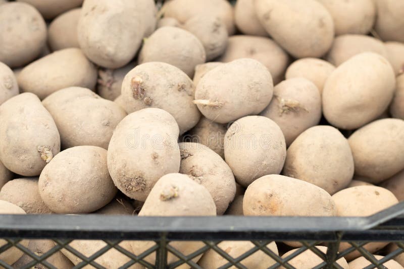 Potato Seeds in a Drawer.view from Top, Agriculture Stock Photo - Image ...
