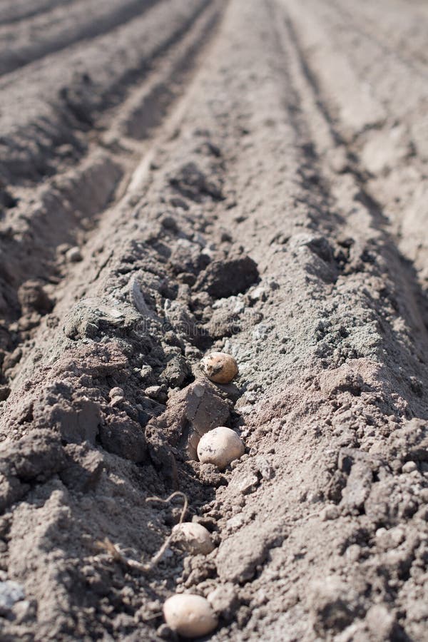 Potato seeds rows stock photo. Image of growth, garden - 244568930