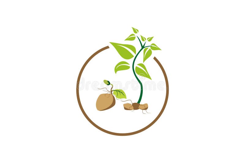 Potato seed design vector stock vector. Illustration of nature - 134087457