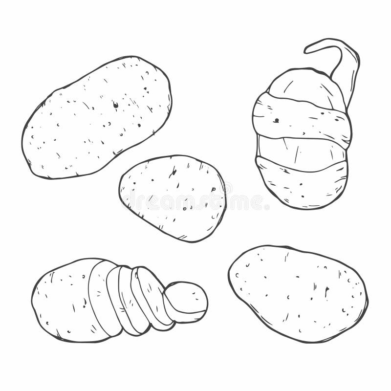 Potato Set. Hand Drawn Potatoes Vector Illustration Isolated on White ...