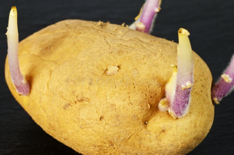 Potato shoot stock image. Image of nutrition, grow, carbohydrate - 28514281