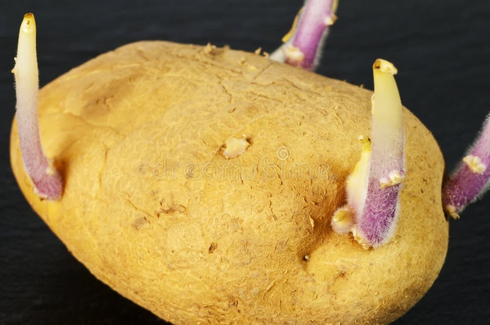 Potato shoot stock image. Image of nutrition, grow, carbohydrate - 28514281