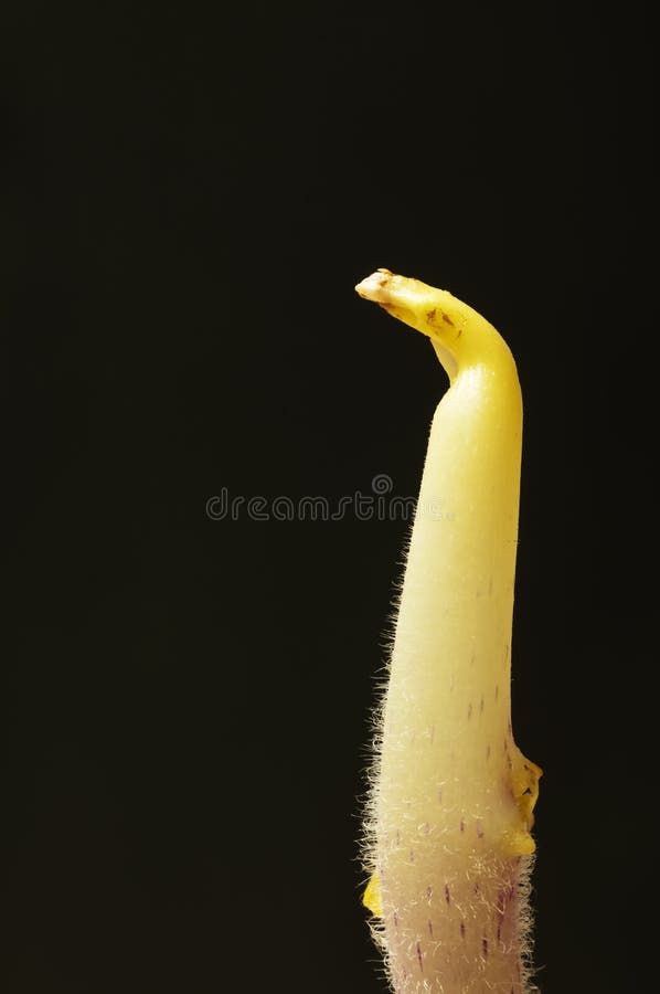 Potato shoot stock photo. Image of brown, plant, isolated - 28514314