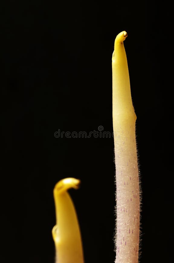 Potato shoot stock image. Image of produce, fresh, healthy - 28514349