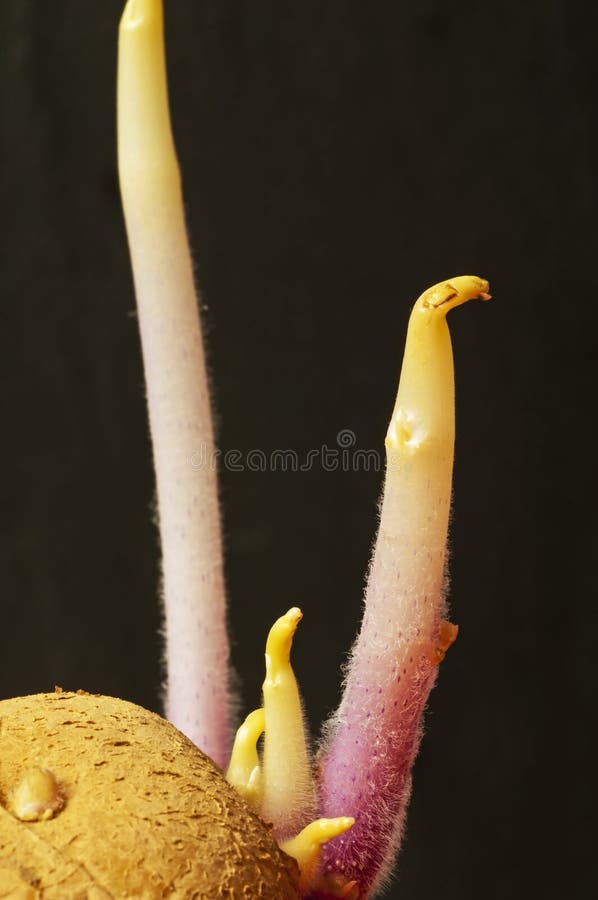 Potato shoot stock image. Image of carbohydrate, edible - 28514455