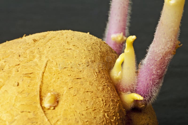 Potato shoot stock image. Image of carbohydrate, edible - 28514455
