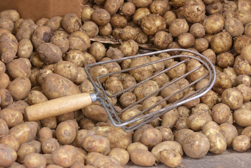 Potato in the shop stock image. Image of agricultural - 57749593