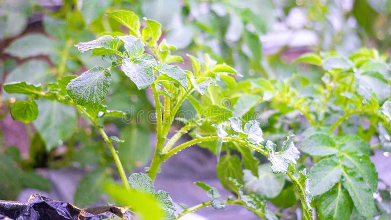 The Potato (Solanum Tuberosum) Tree is Watered by Farmer in the Morning ...