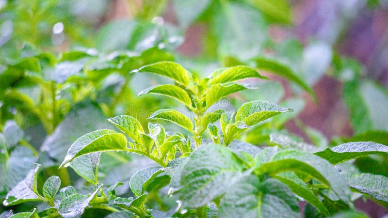 The Potato (Solanum Tuberosum) Tree is Watered by Farmer in the Morning ...