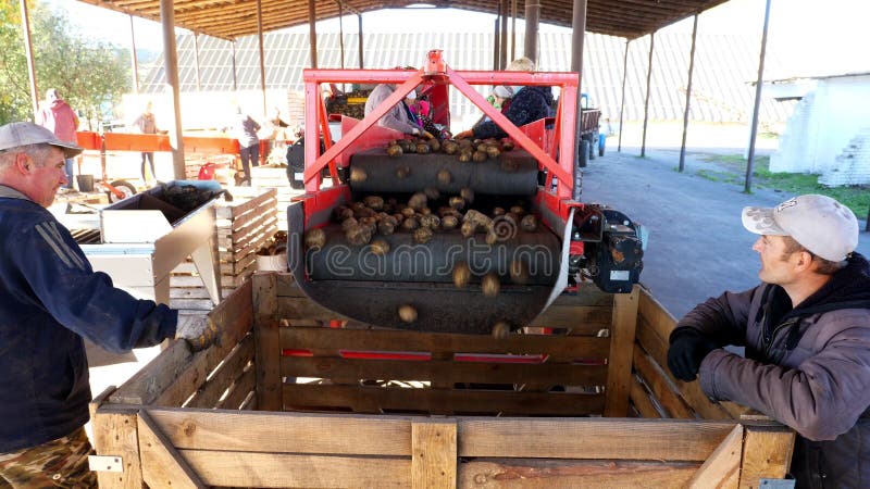 Potato Sorting at Farm. Potatoes are Unloaded from Trucks, and Workers ...