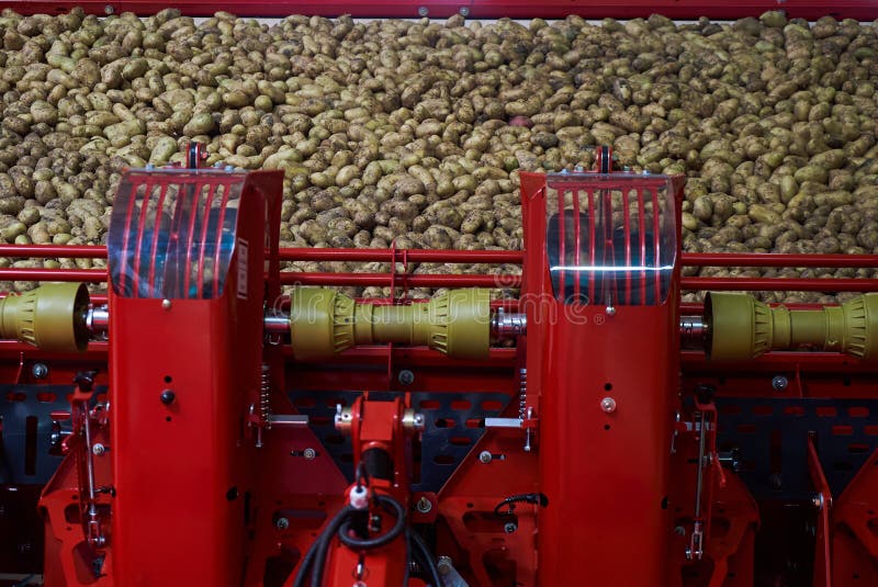 Potato Sorting, Processing and Packing Factory Stock Image - Image of ...