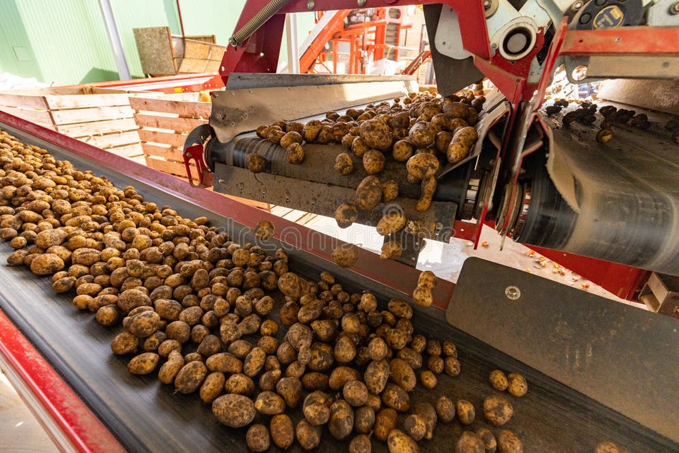 Potato sorting machine stock image. Image of automatic - 258138211