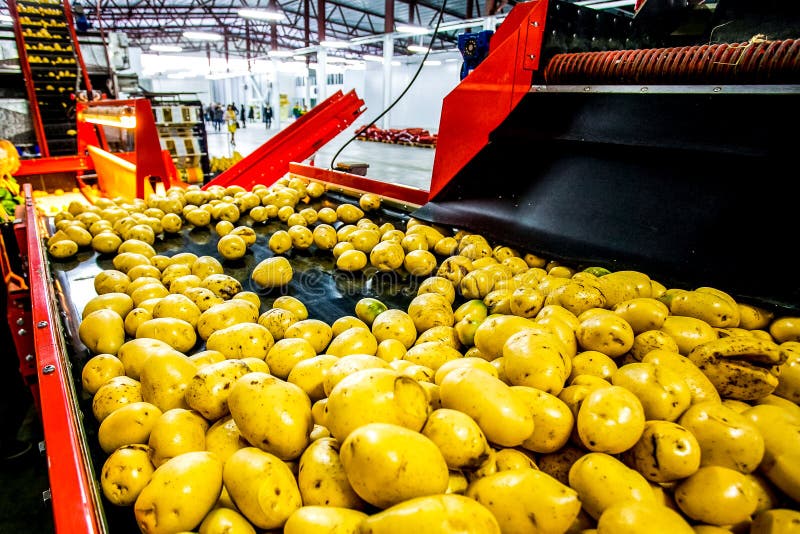 Vegetable Factory - Potato Sorting, Processing and Packing Editorial ...