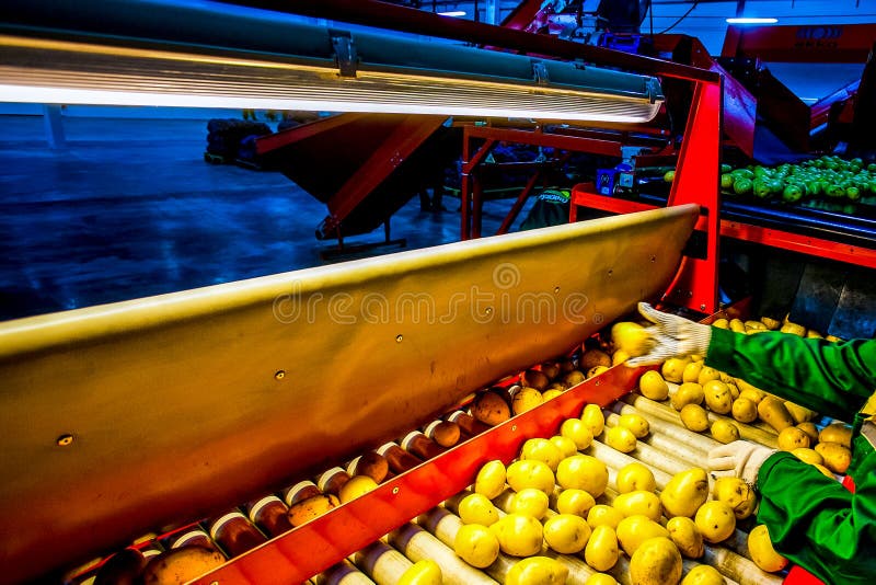 1,040 Potato Packing Stock Photos - Free & Royalty-Free Stock Photos ...