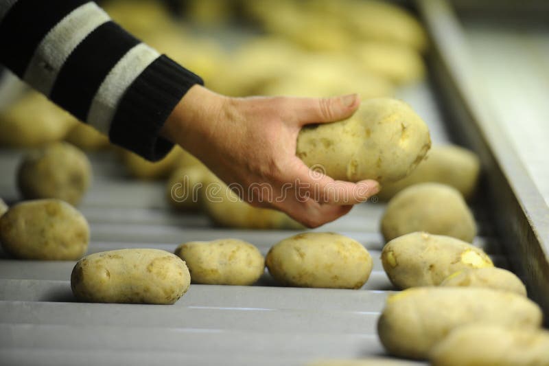 Potato stock photo. Image of control, baking, plant, equipment - 47135280