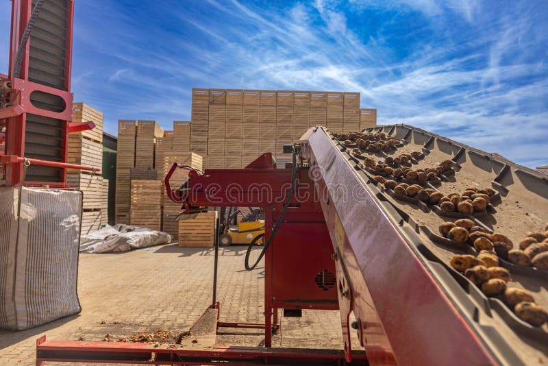 Potato Sorting, Processing and Packing Factory Stock Image - Image of ...