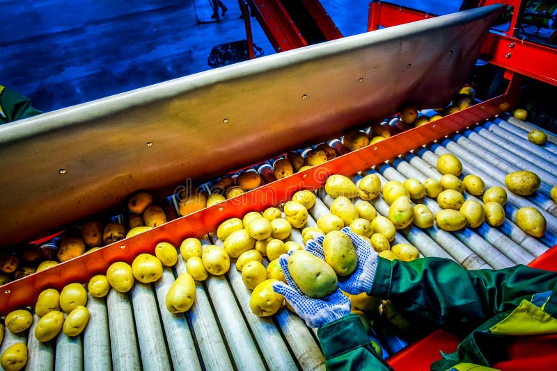 Potato Sorting, Processing and Packing Factory Stock Image - Image of industry, equipment: 117720547