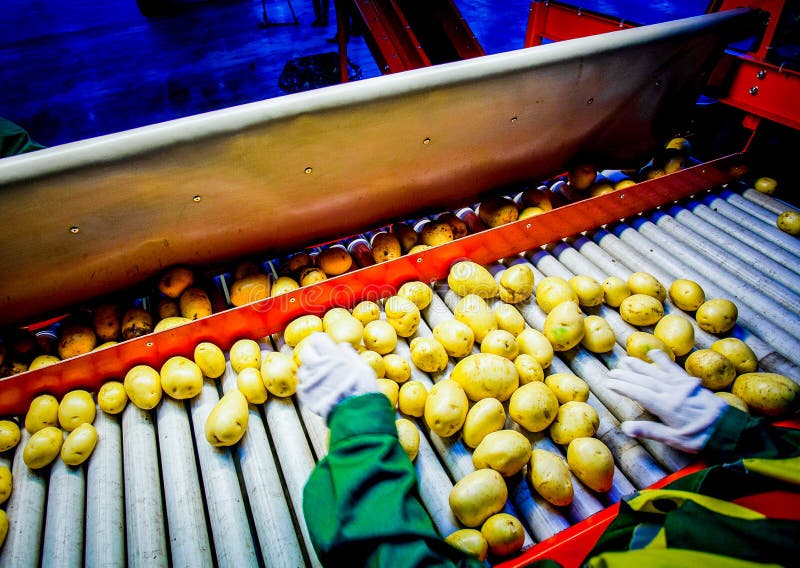 1,126 Potato Processing Plant Stages Stock Photos - Free & Royalty-Free ...