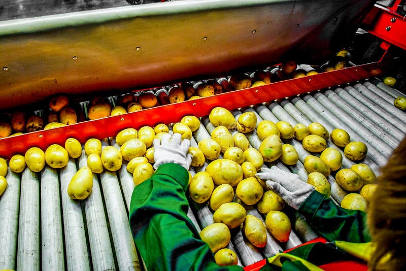 Potato Sorting, Processing and Packing Factory Stock Image - Image of ...
