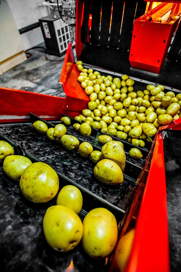 Factory Cleaning Potatoes