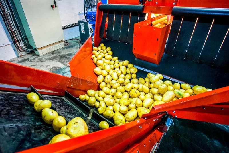 Potato Processing conveyor stock photo. Image of processing - 37354088