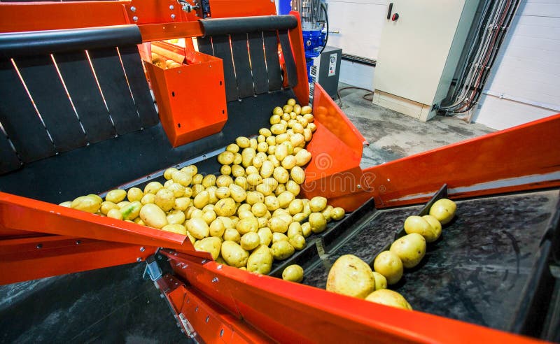 Potato Sorting, Processing and Packing Factory Stock Image - Image of ...