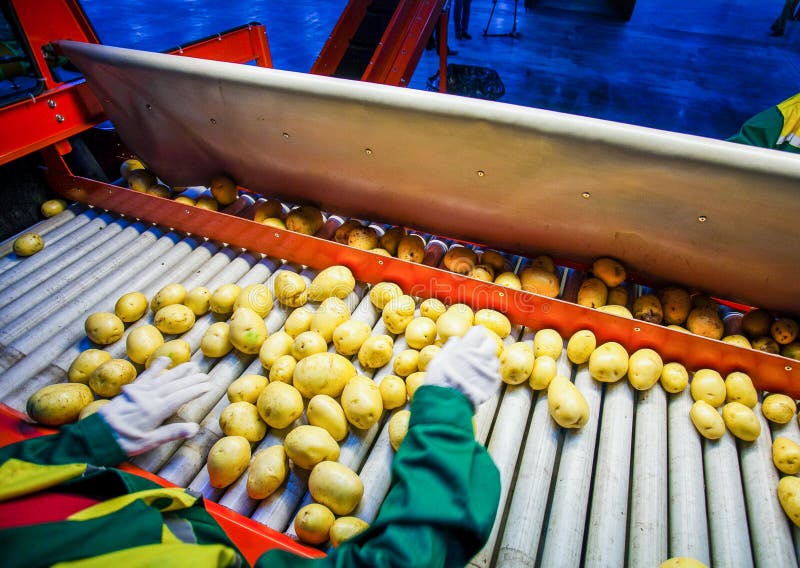 Potato Sorting, Processing and Packing Factory Stock Image - Image of ...