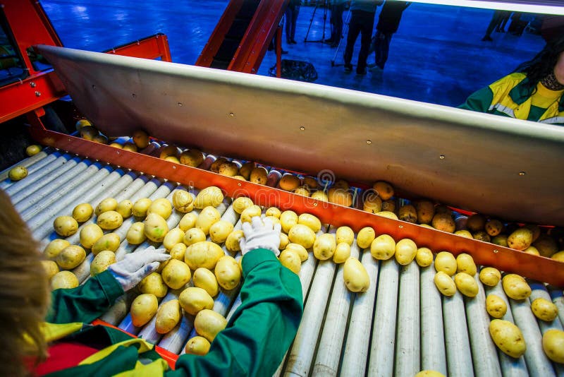 Potato Sorting, Processing and Packing Factory Stock Image - Image of ...