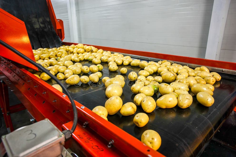 Potato Sorting, Processing and Packing Factory Stock Photo - Image of ...