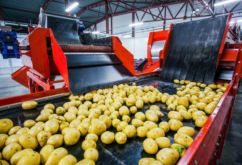 Potato Sorting, Processing and Packing Factory Stock Photo - Image of ...