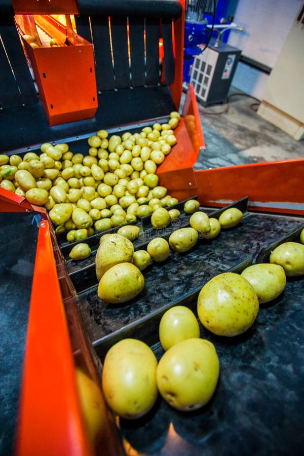 Potato Processing conveyor stock photo. Image of processing - 37354088