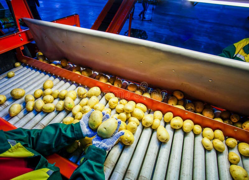 Potato Sorting, Processing and Packing Factory Stock Image - Image of ...