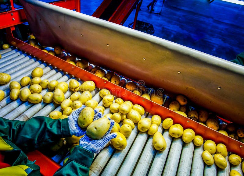 Potato Sorting, Processing and Packing on Food Factory Stock Image ...