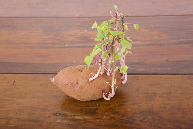 Potato sprouting stock photo. Image of plant, growth - 72311288
