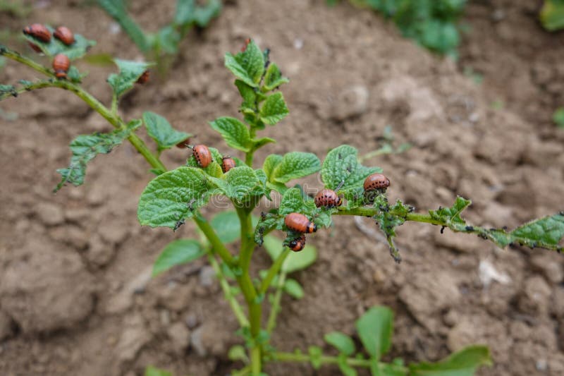 Potato Sprouts Attacked by Potato Beetle Pests Stock Photo - Image of ...