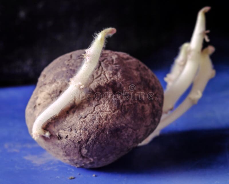 Potato sprouts shoots stock photo. Image of eating, agriculture - 51529200