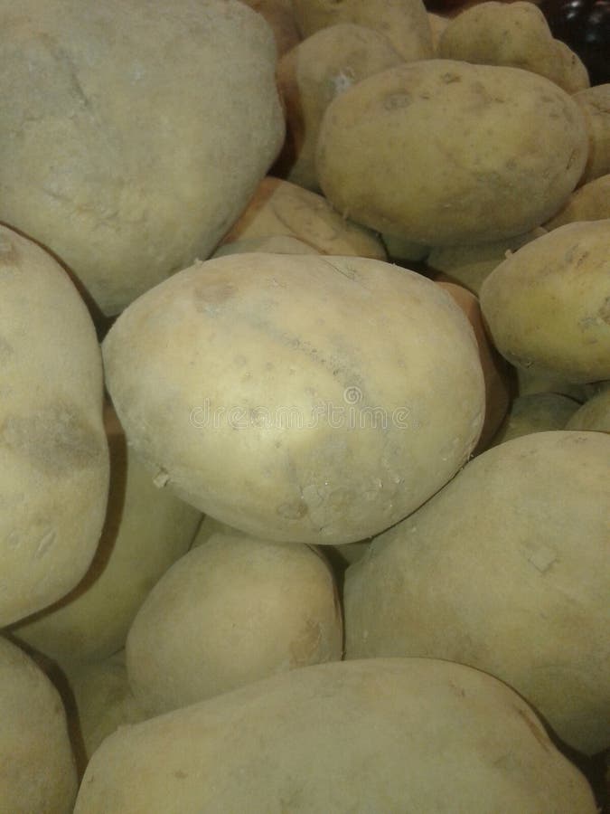 Potato stock photo. Image of nature, fresh, objects, still - 48351144
