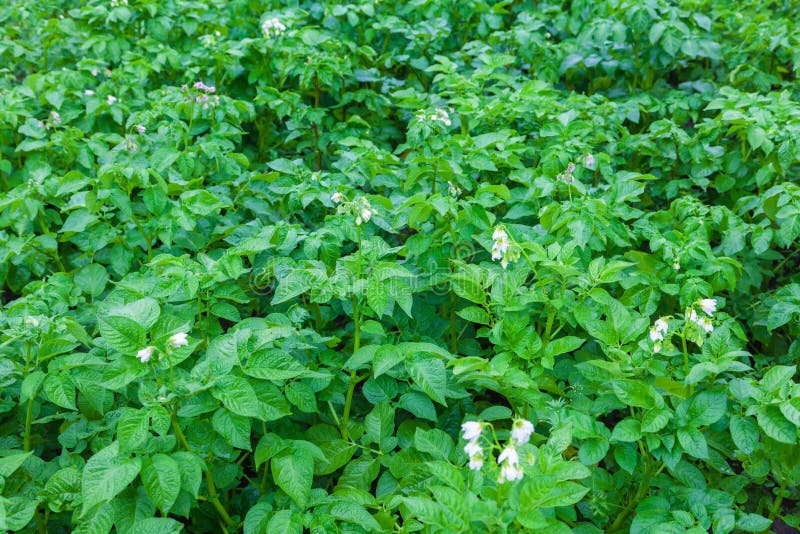 Potato stalks stock photo. Image of footstalk, green - 97111408