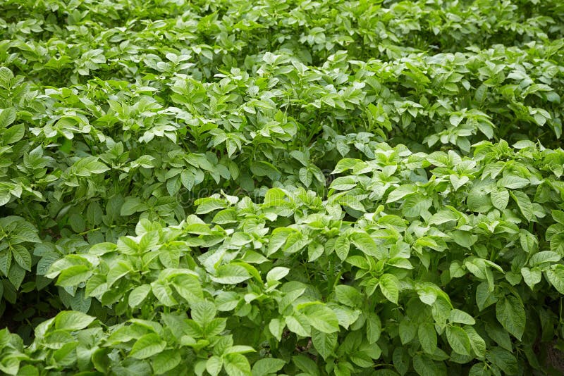 Potato tops stock image. Image of thicket, plant, dense - 15919577