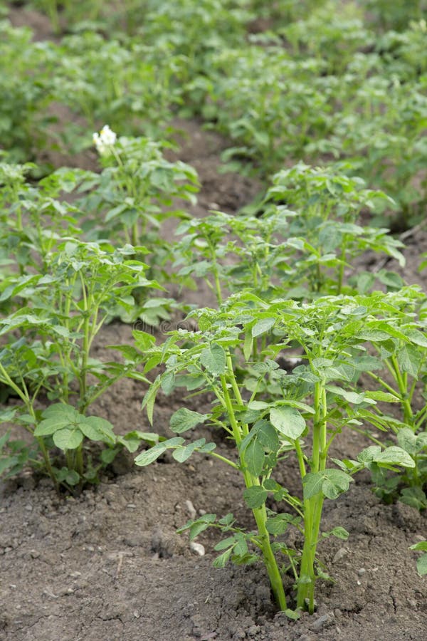 Potato tops stock photo. Image of field, seedbed, gardening - 25585040
