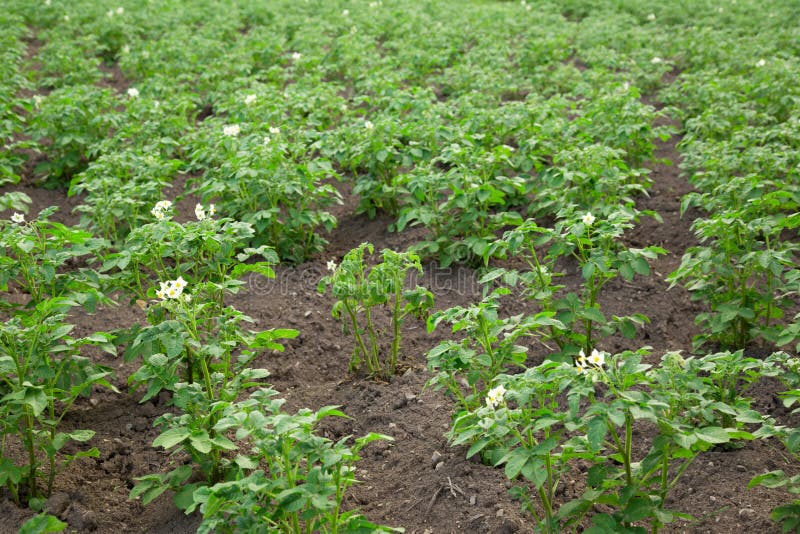 Potato tops stock image. Image of gardening, harvest - 25585043