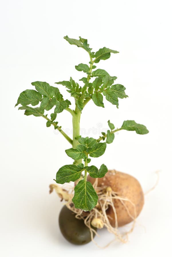 Potato tree. stock image. Image of fertile, nature, relationship - 53642443