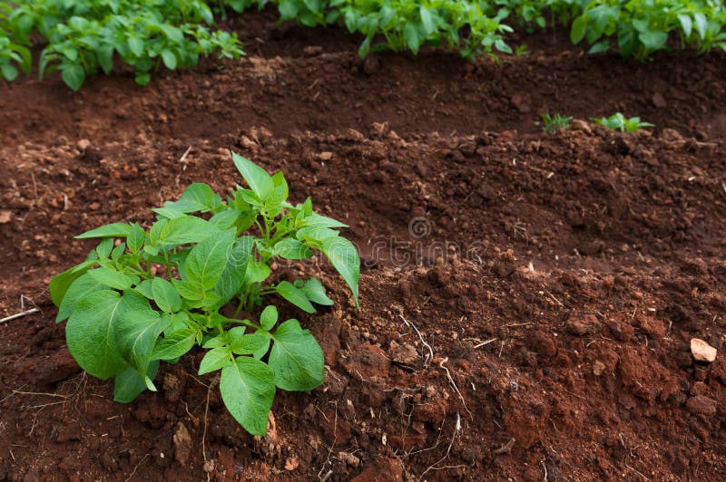 Potato trees stock photo. Image of agriculture, summer - 171965226