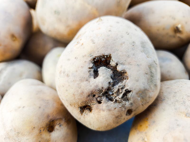 Potato Tuber with Common Scab Diseases Stock Photo - Image of disease ...