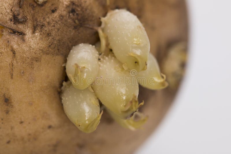 118 Rotten Sprouts Stock Photos - Free & Royalty-Free Stock Photos from ...